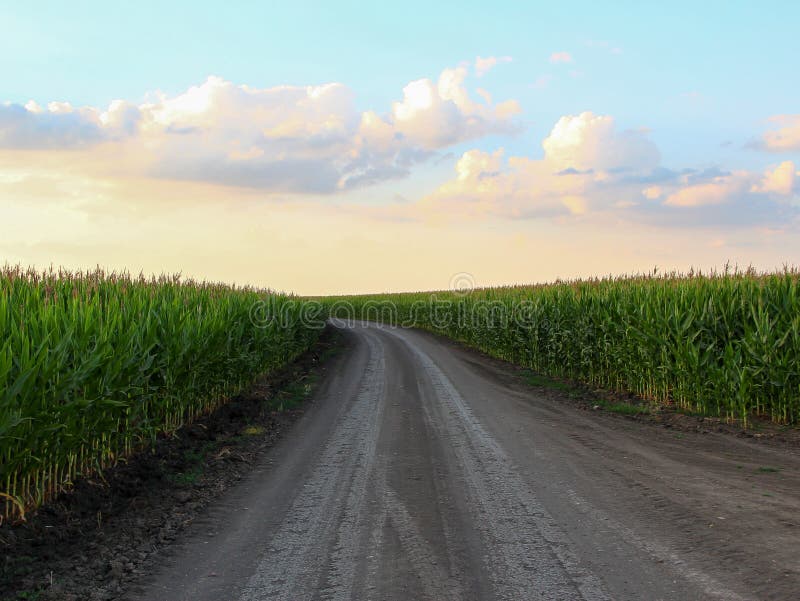 Rural Road is Turning through Corn Fields Stock Image - Image of farm ...