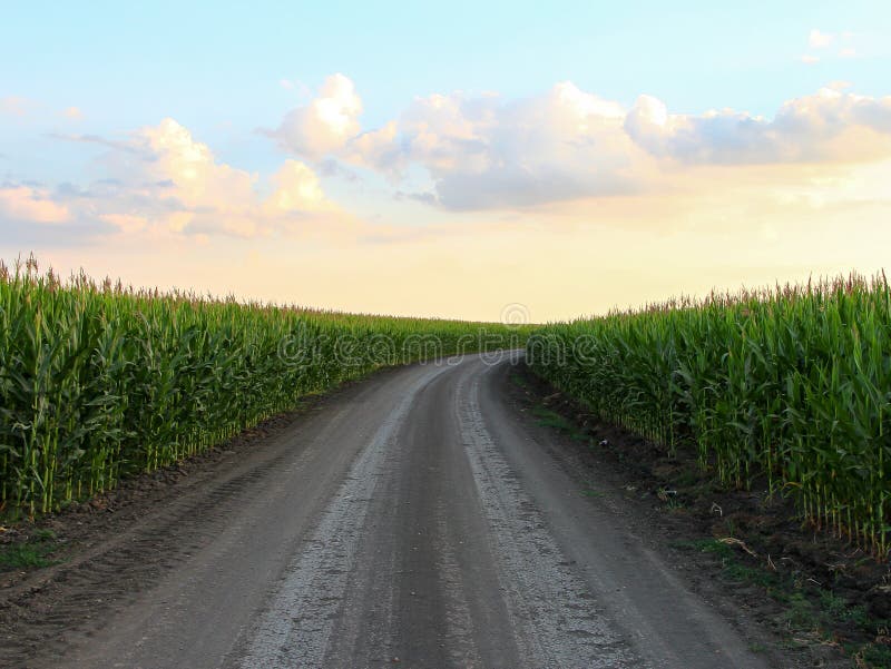 Rural Road is Turning through Corn Fields Stock Image - Image of ...