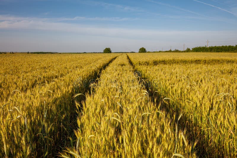 Rural Road through a Wheat Field Stock Image - Image of growth ...