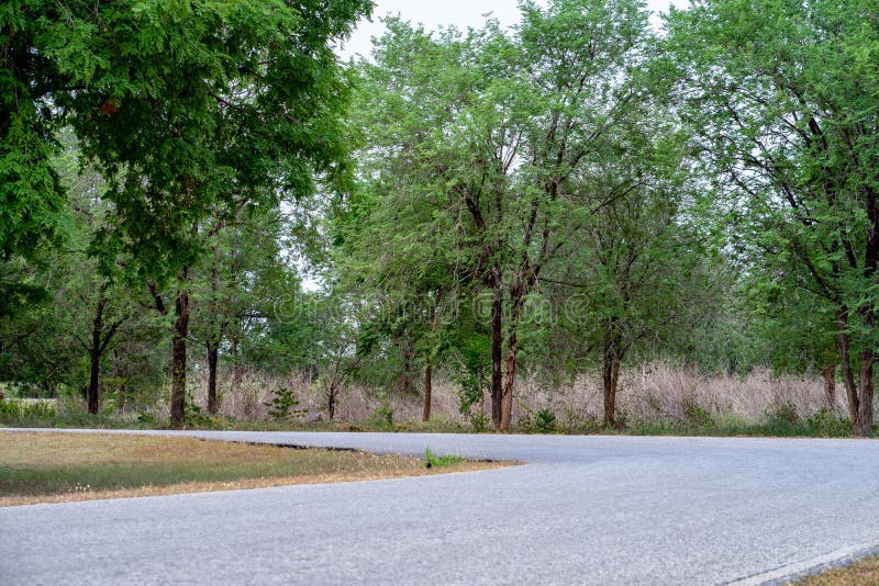 Rural Roads Have Trees on Both Sides Stock Photo - Image of outdoor ...