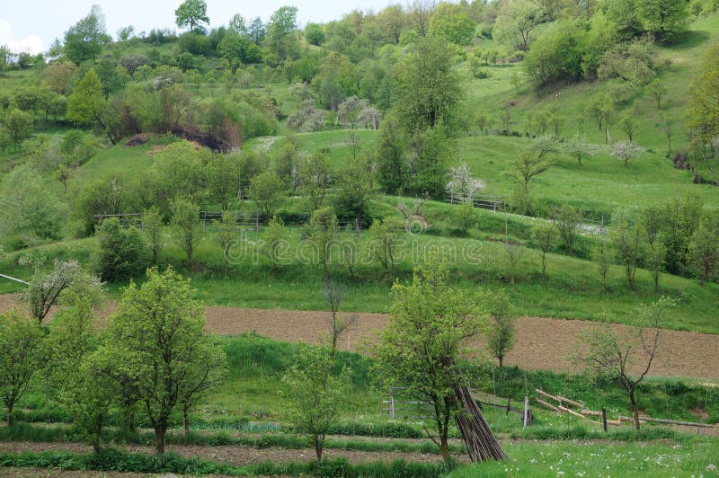 Rural Romanian Landscape with a Daisy Field Stock Photo - Image of ...