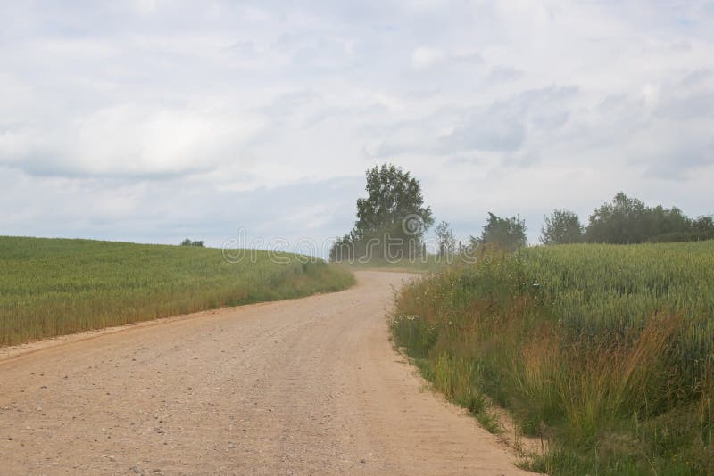 Rural Sandy Road among Field with Grain Stock Photo - Image of road ...
