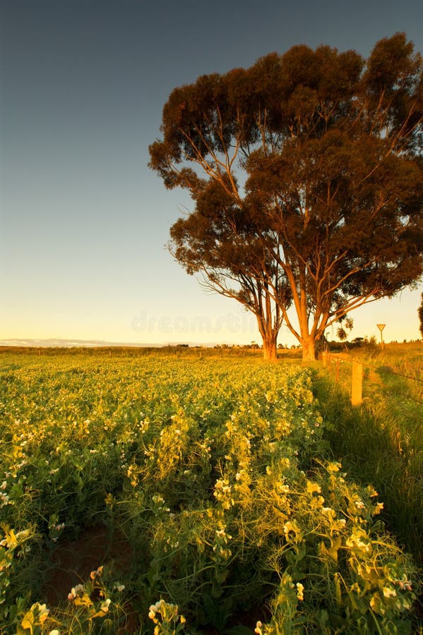 Australian Rural Landscape stock image. Image of meadow - 5406597