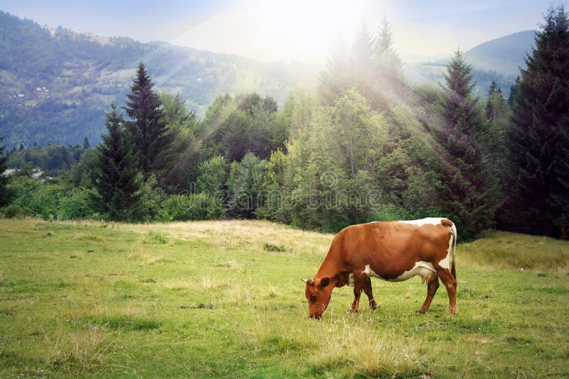 Rural scene stock image. Image of farmland, ecology, beef - 8354695