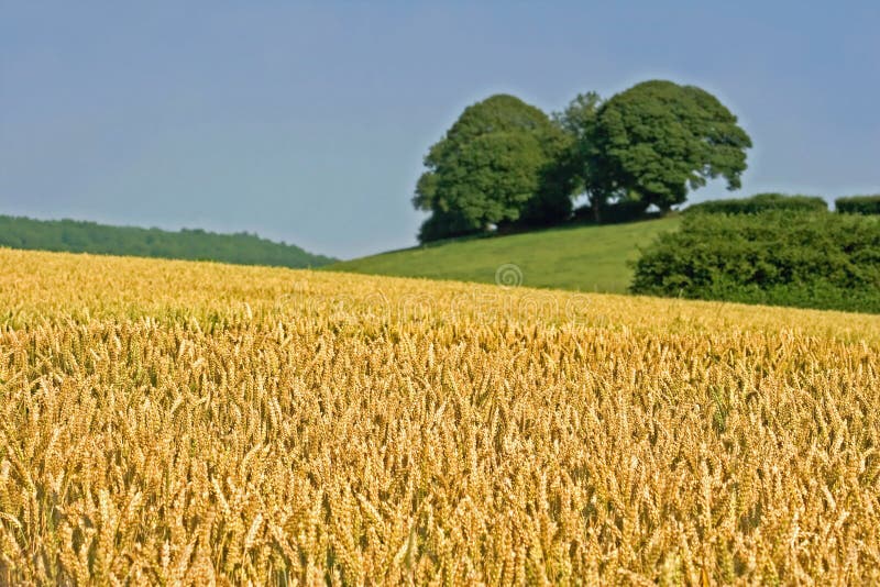 Rural Scene stock photo. Image of natural, farming, agriculture - 1553334