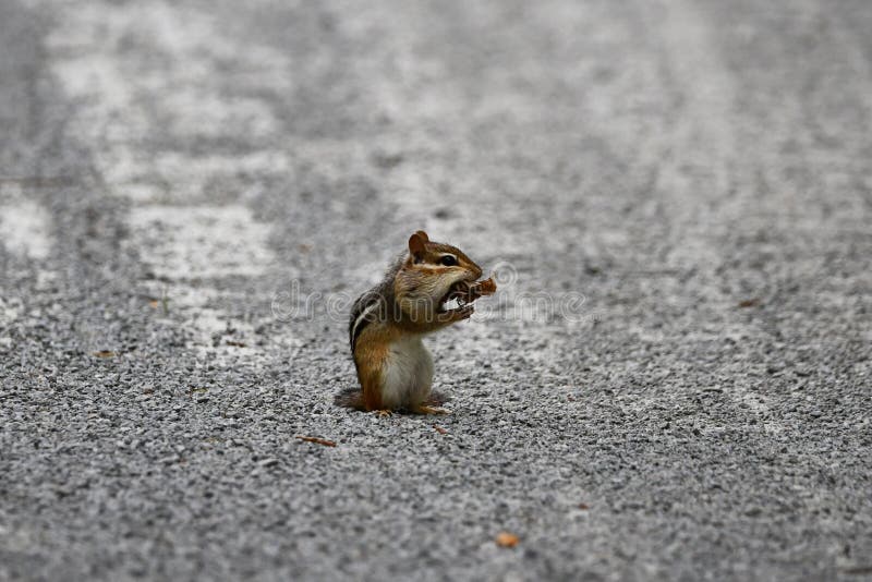 Close up of a Chipmunk stock image. Image of spring - 268351773