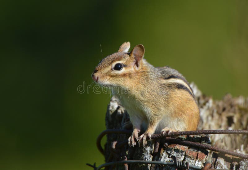 Close up of a Chipmunk stock image. Image of summer - 268351957
