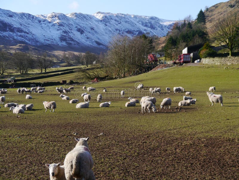 Rural Scene Featuring Sheep in the Lake District Stock Image - Image of ...