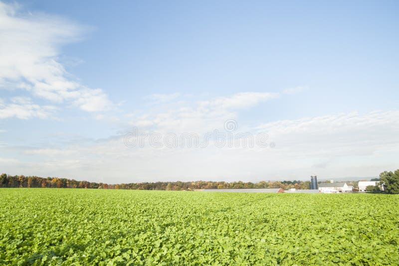 Rural Scene with Clumps Red Tussock and Fence at Top of Slope Stock ...