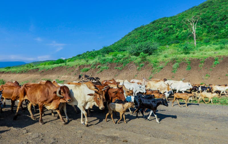 Rural Scene with Group of Cows on the African Road Stock Image - Image ...