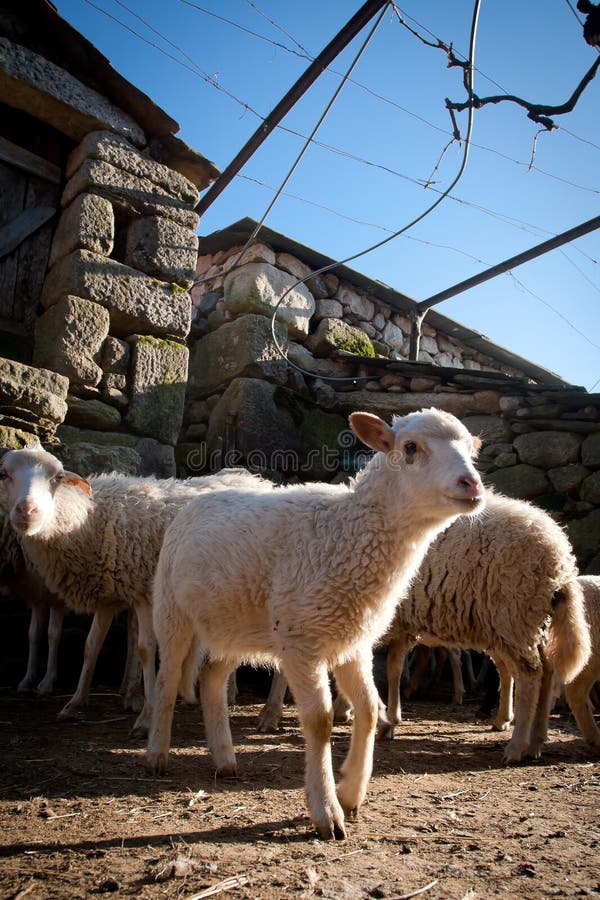 Rural Scene - Heard of Sheep Stock Image - Image of pasture, urban ...