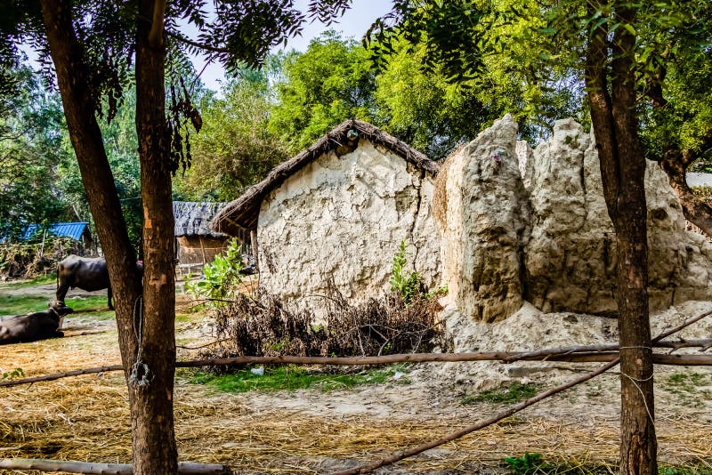 A Rural Scene with a Mud House, Buffaloes and Trees Stock Photo - Image ...