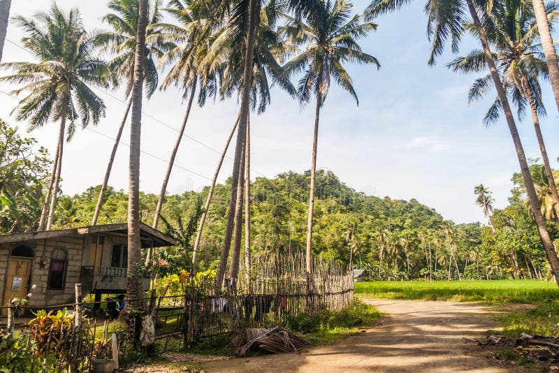 Rural Scene on Siquijor Island, Philippine Stock Image - Image of tree ...