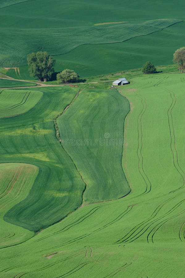 Rural scene of wheat field stock photo. Image of field - 17417546