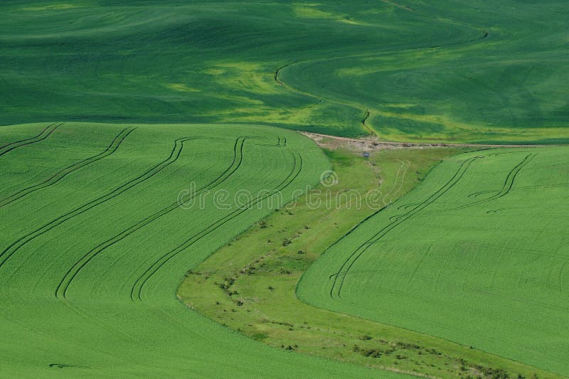 Rural scene of wheat field stock image. Image of scene - 17460515