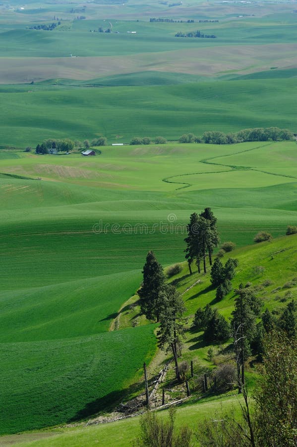 Rural scene of wheat field stock image. Image of sunset - 17900823