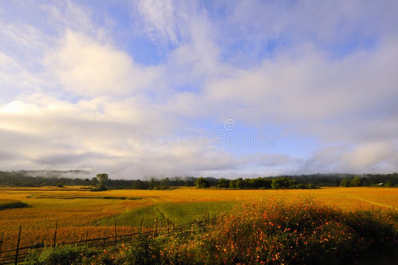 Rural scenery stock image. Image of plain, flowers, mekong - 7131275