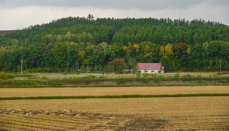 Rural Scenery in Biei, Japan Stock Photo - Image of environment, nature ...