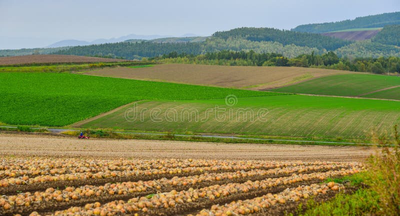 Rural Scenery in Biei, Japan Stock Photo - Image of panorama, biei ...