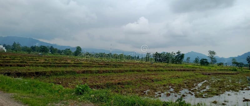 Rural scenery rice field stock photo. Image of rural - 263404708