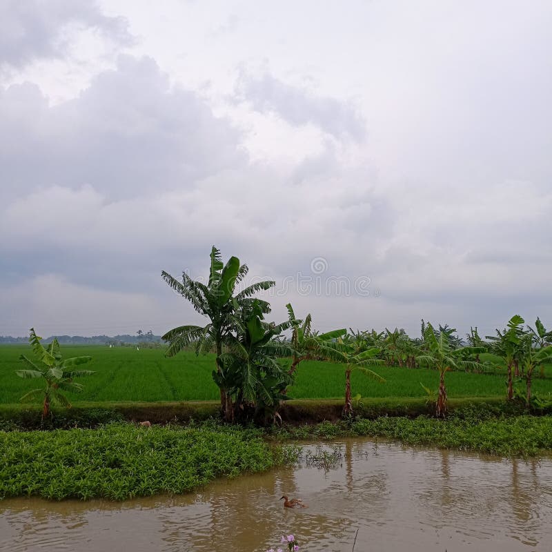 Rural Scenery of Rice Fields and River Under Evening Sky Stock Photo ...