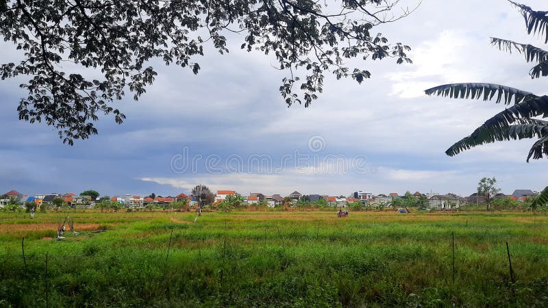 Rural Scenery with Rice Fields and Settlements with Cloudy Weather ...