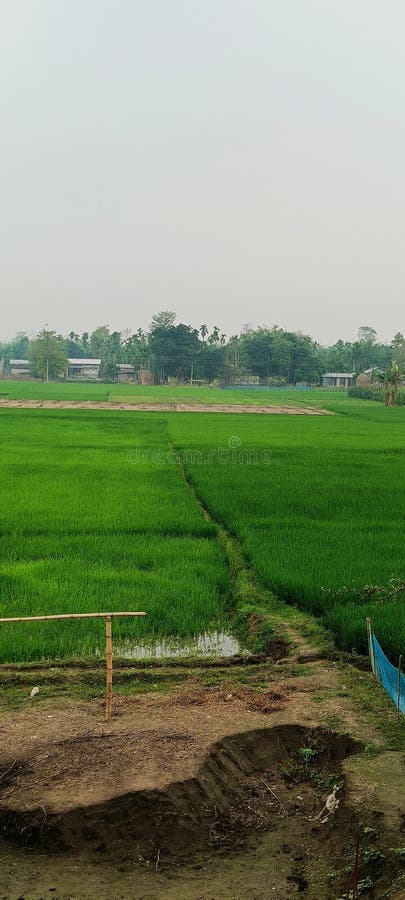 Rural Sector in this is a Good Luck Stock Photo - Image of gold, luck ...
