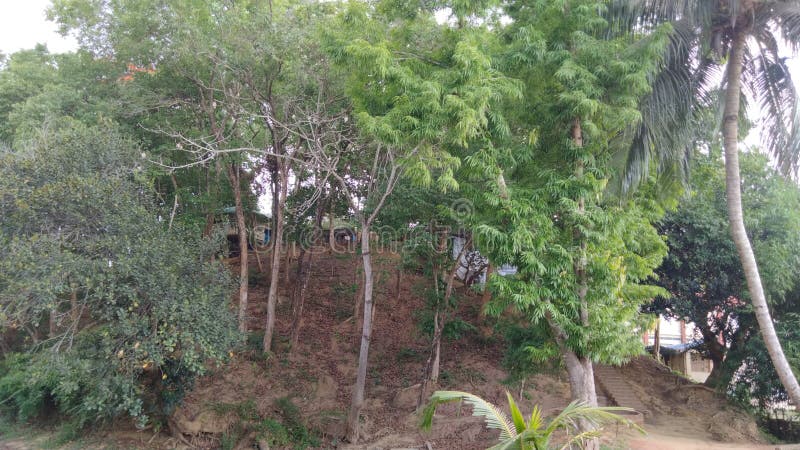 Rural Side Forest stock image. Image of produce, agriculture - 219057947