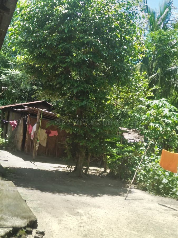 Assam Rural Landscape, Fields Stock Photo - Image of landscape, fields ...