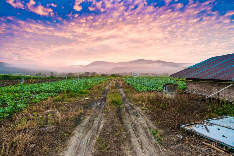 Rural Soil Path in Green Farm Landscape Sunrise. Stock Photo - Image of ...