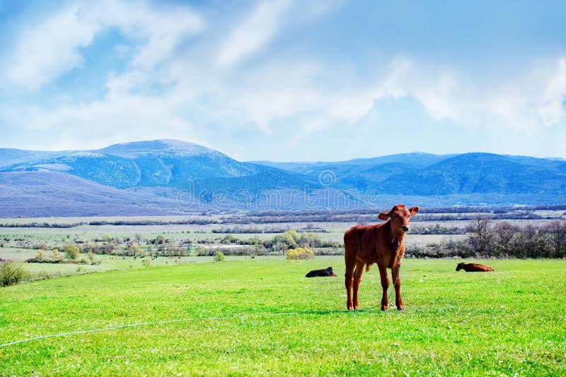 Rural spring landscape stock image. Image of ecology - 39832713