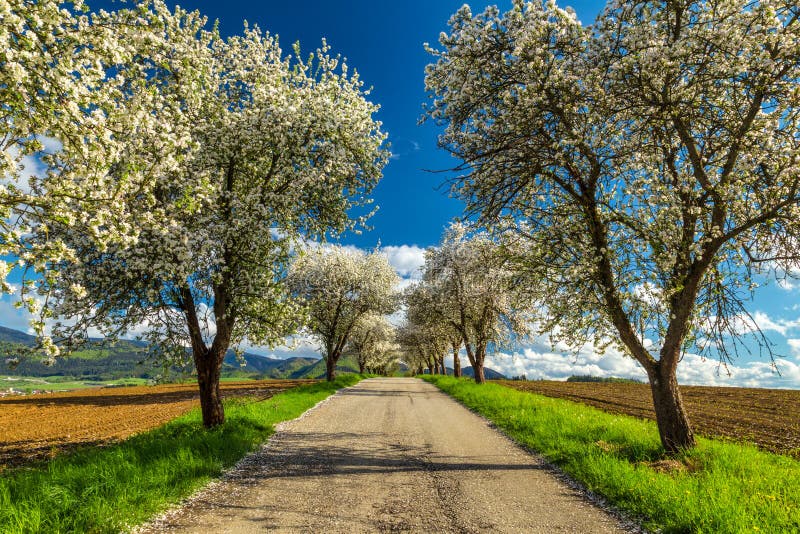 Rural Spring Landscape, a Path through an Alley of Fruit Trees Stock ...