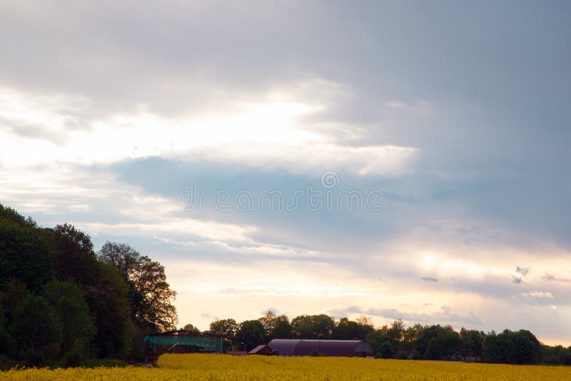 Rural Spring Landscape with Ripe Stock Photo - Image of yellow, nature ...