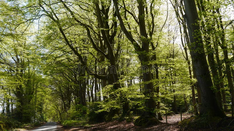 Rural Spring Scene of Beech Trees in the Countryside of Devon South ...