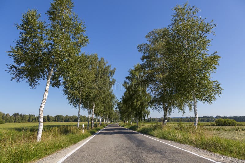 Rural street stock image. Image of flora, outdoors, nature - 38556405