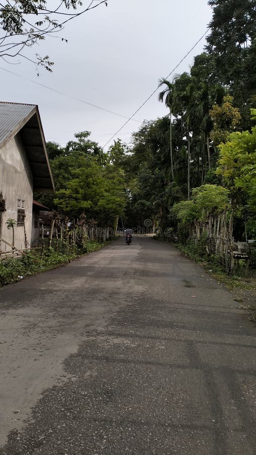 Rural Streets Covered in Green Trees Stock Image - Image of transportation, kitty: 264741465