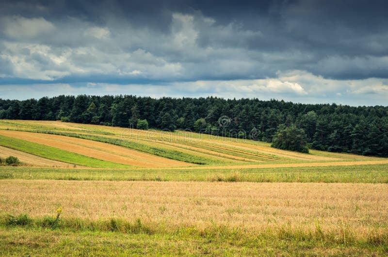 Rural summer landscape. stock photo. Image of flora - 101972132