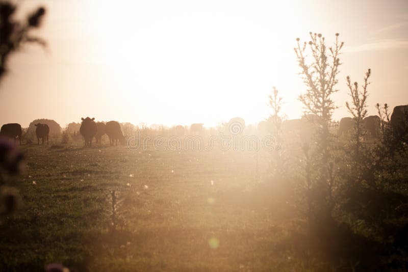 Rural Sunset stock image. Image of exploring, light, vintage - 86626629