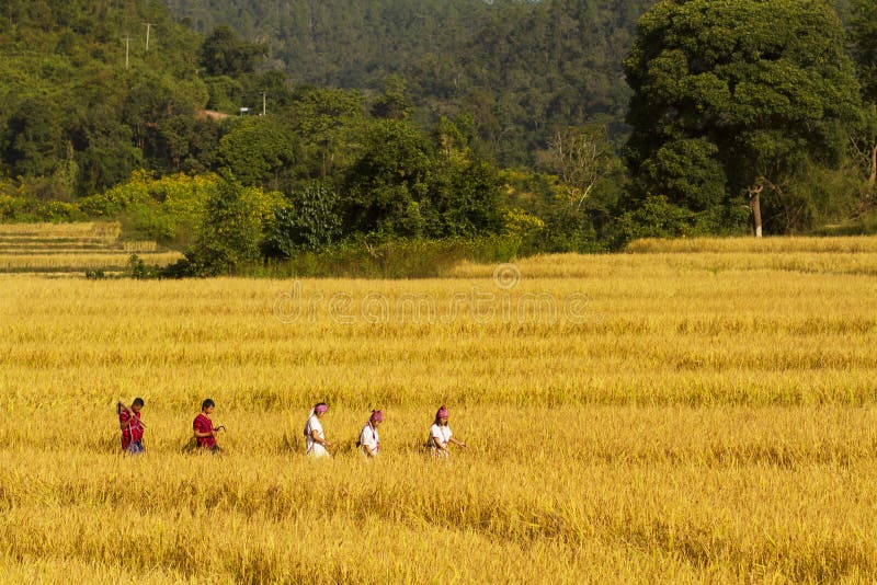 Rural Thailand Rice Harvest Time Editorial Photo - Image of padaung ...