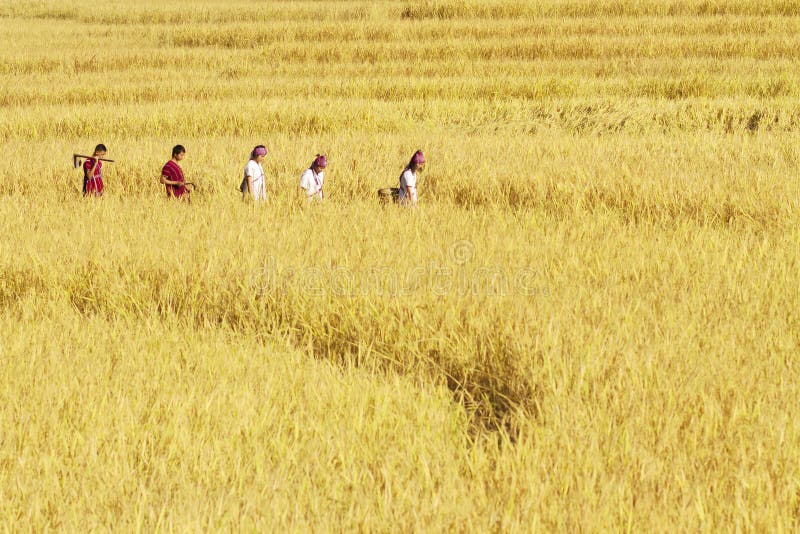 Rural Thailand Rice Harvest Time Editorial Image - Image of agriculture ...