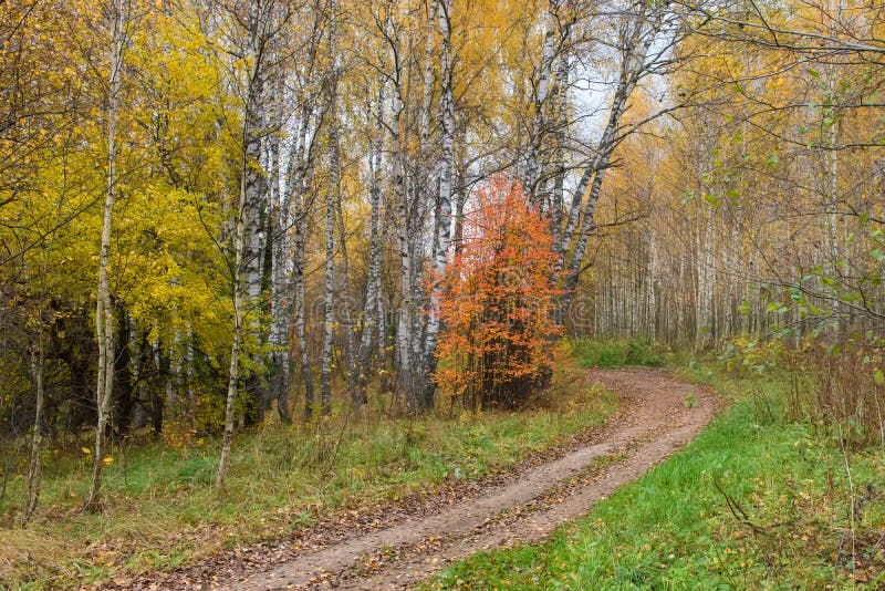 Track through forest stock image. Image of trees, track - 14550101