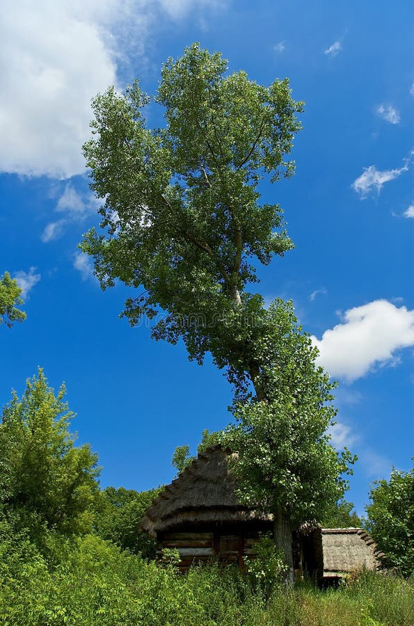 Rural tree stock image. Image of clouds, museum, culture - 11459967