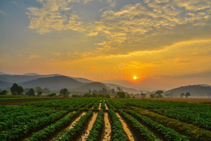 94,271 Farm Background Sunrise Stock Photos - Free & Royalty-Free Stock ...