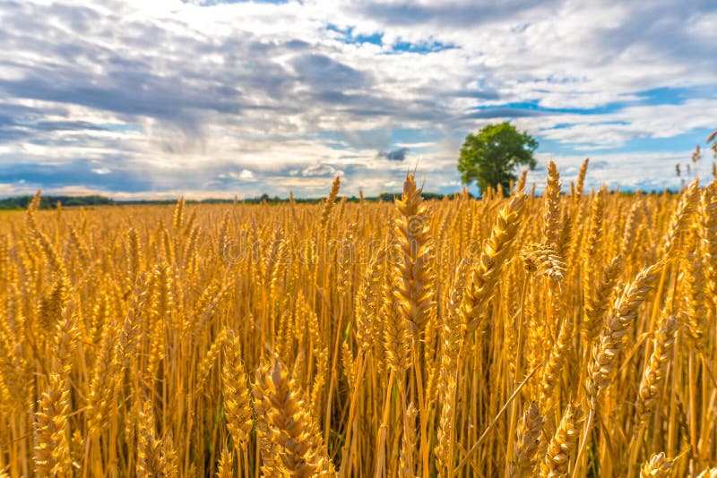 Rural View of Golden Wheat Field with Tree on Horizon Stock Photo ...