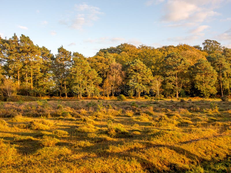 New forest stock photo. Image of ecosystem, plants, hill - 30703748