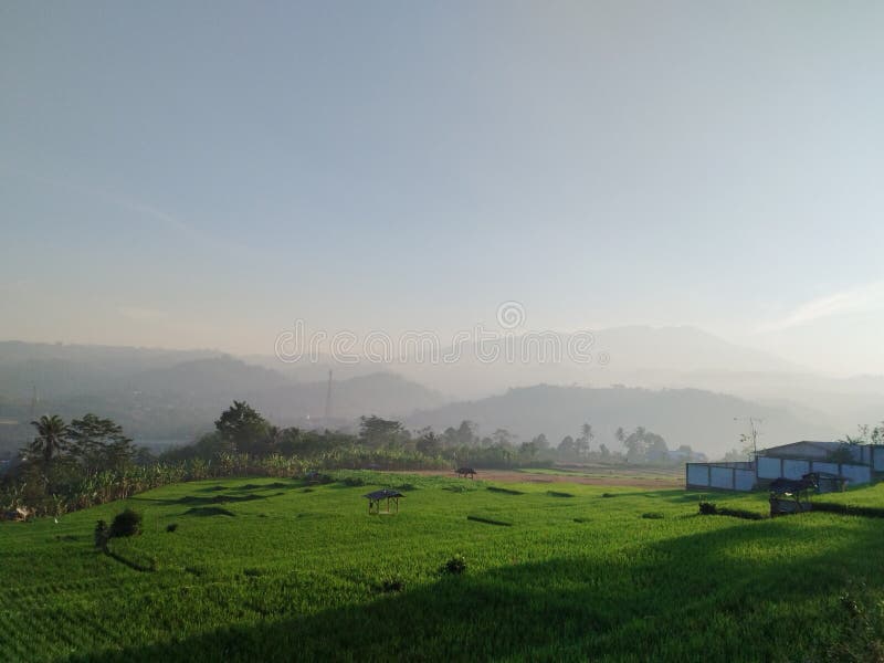 The Rural View with Rice Fields and Mountains is Very Beautiful in the ...