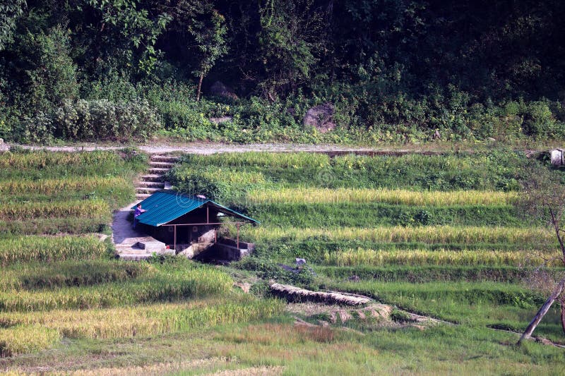 Rural View with a Straw House in the Forest, Rice Fields Stock Image ...