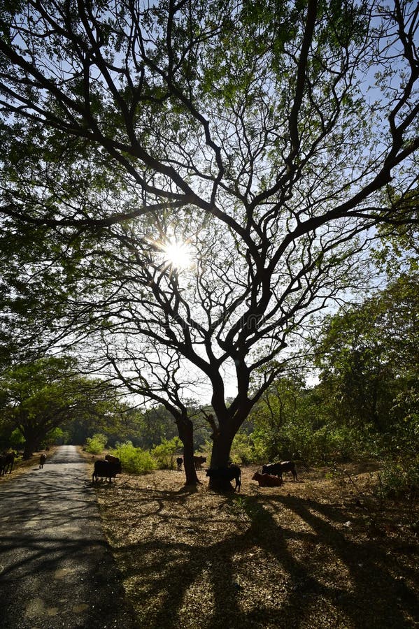 545 Roadside Trees India Stock Photos - Free & Royalty-Free Stock ...