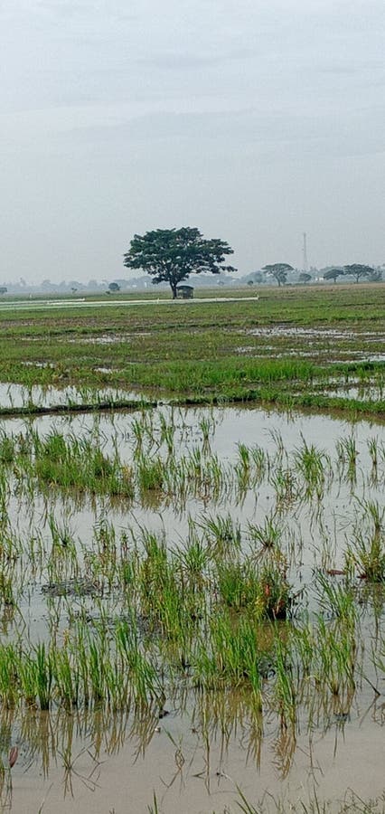 Rural Village Rice Fields Karawang Stock Image - Image of fields ...