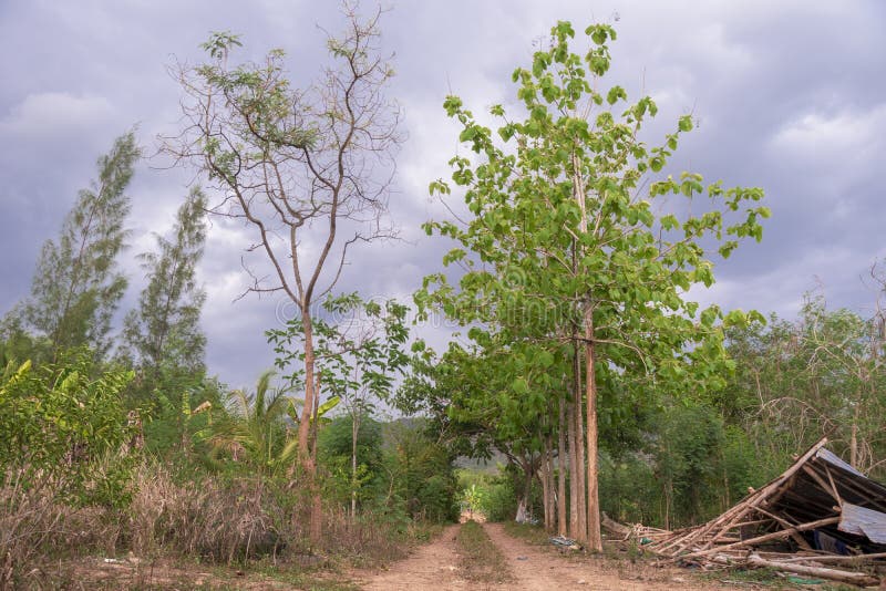 Rural way stock image. Image of leaf, path, forest, trail - 148582925